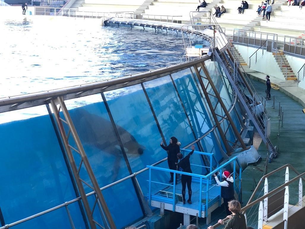 France to phase out dolphin captivity | Action for Dolphins