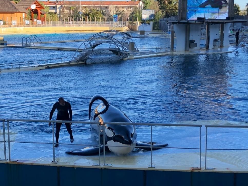 France to phase out dolphin captivity | Action for Dolphins