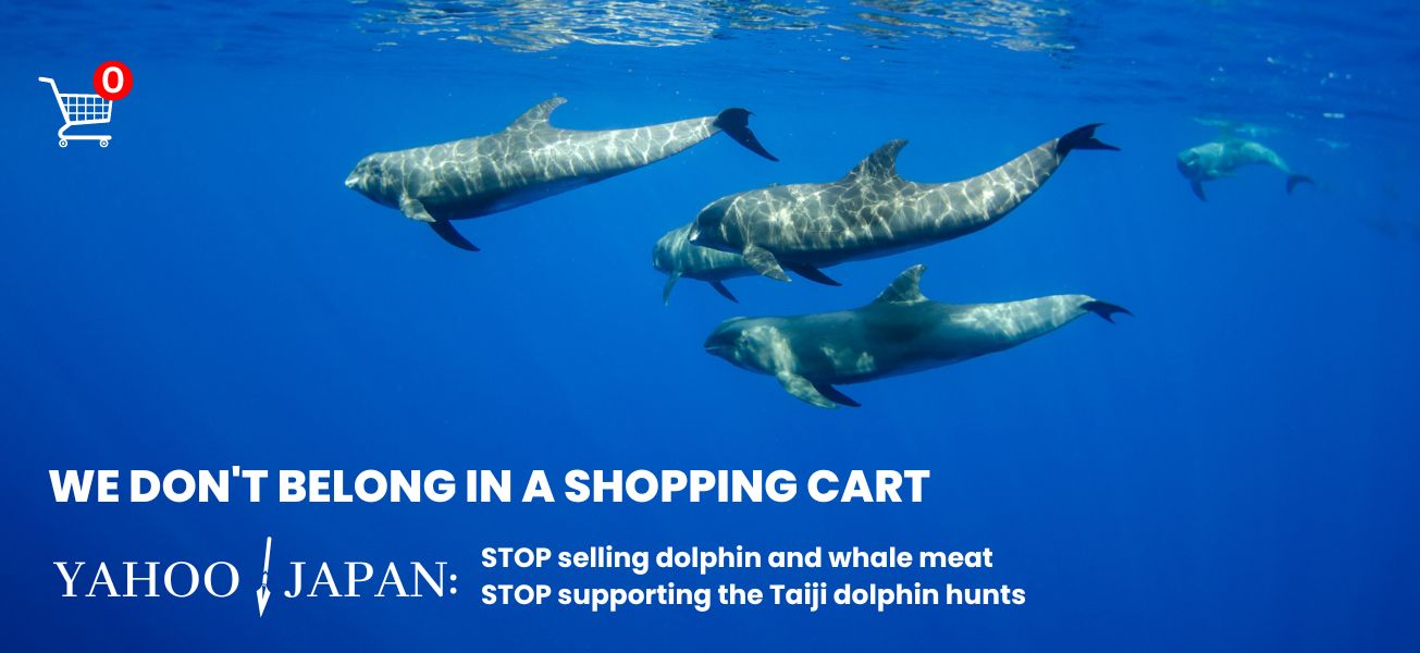 Yahoo! Japan’s dirty secret: its connection to the Taiji dolphin hunts | Action for Dolphins