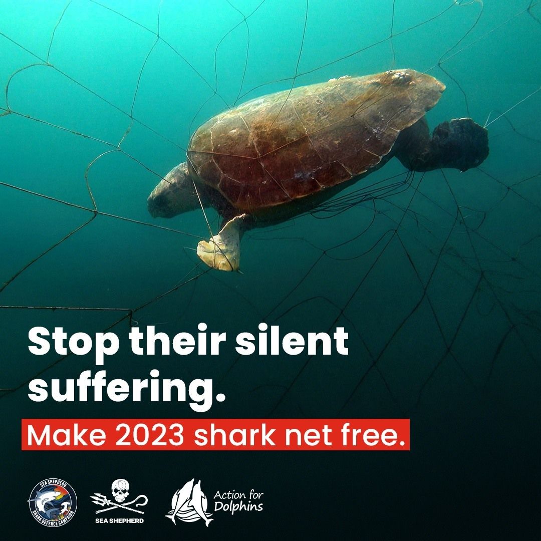 Shark Nets are Ineffective and Harmful to Marine Life