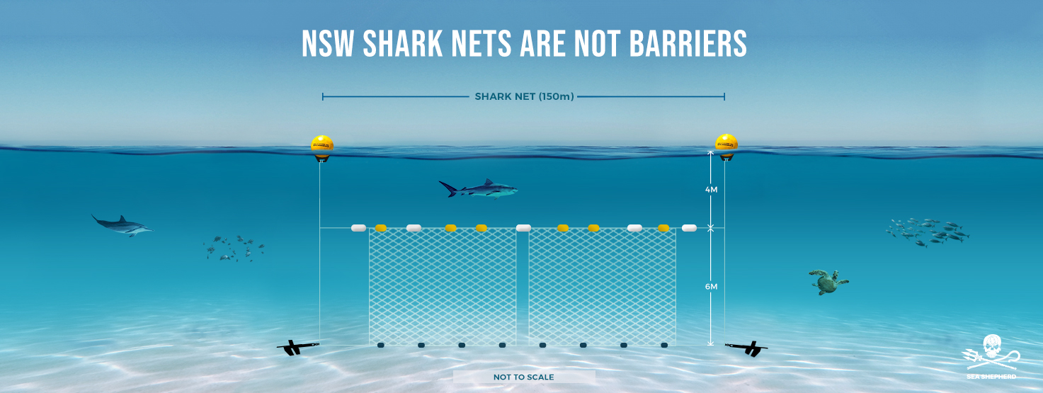 Dolphin left for dead in Bronte Beach shark net | Action for Dolphins