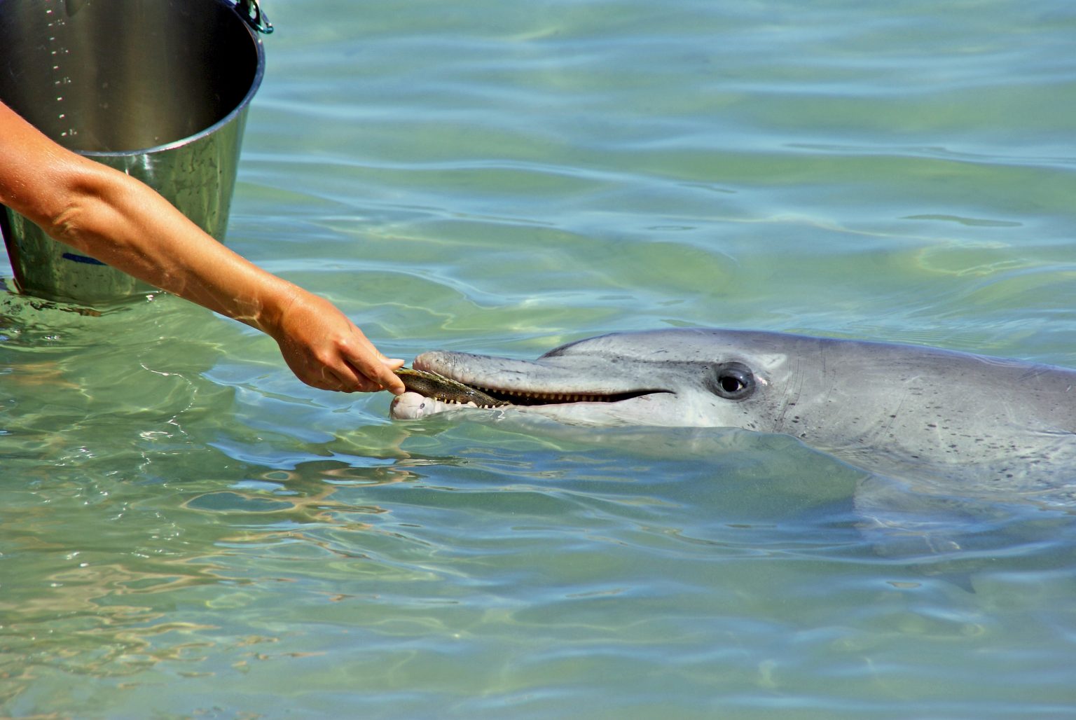 How documentaries can inspire change and action for dolphins | Action ...