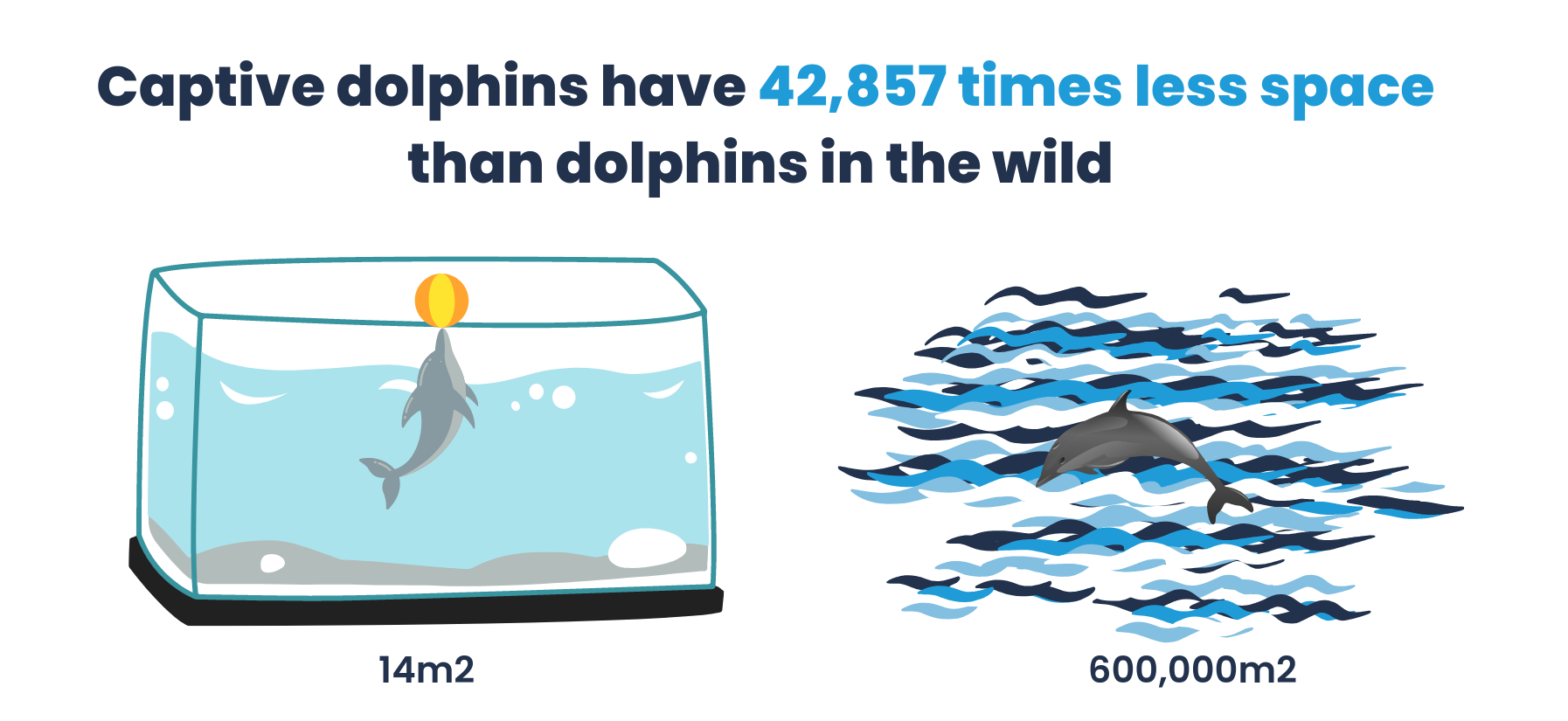 Dolphins In Captivity