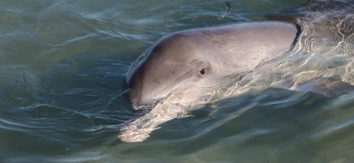 Monkey Mia Dolphins | Feeding Program | Action for Dolphins