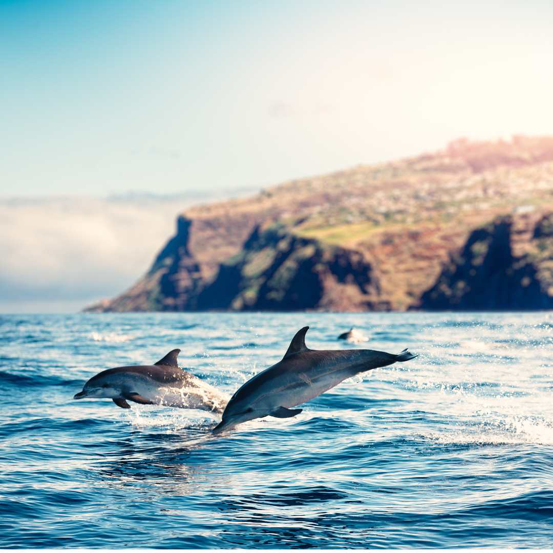 Thank you, your pledge makes a difference for dolphins