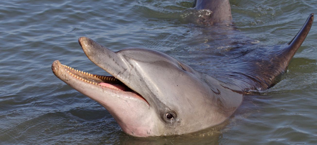 Monkey Mia Dolphins | Feeding Program | Action for Dolphins