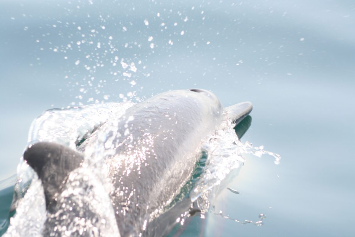 Contact Us | Action for Dolphins