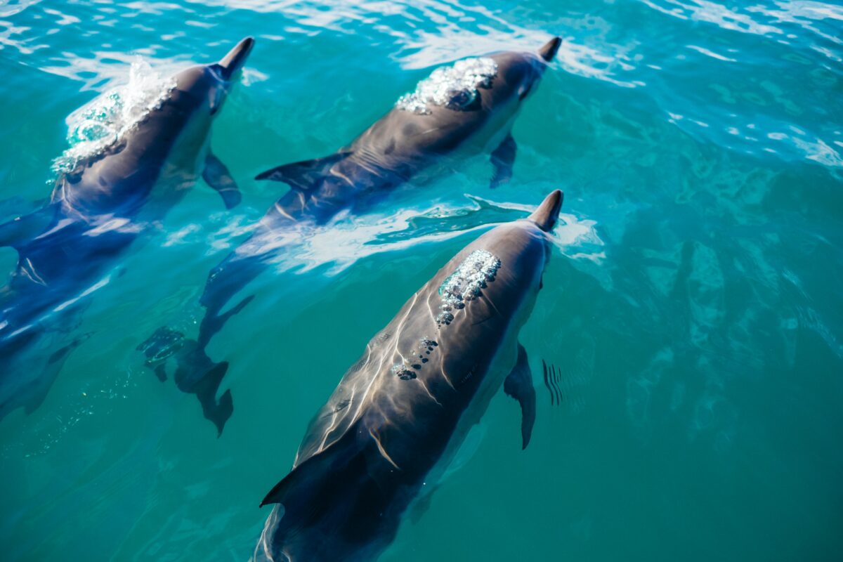 Action for Dolphins