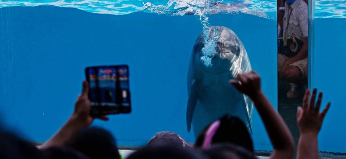 Thailand involvement in the Taiji dolphin hunts