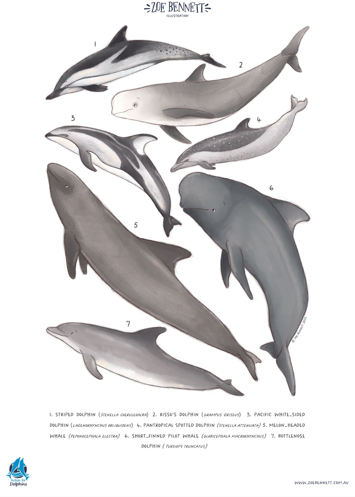 A thank you from us to you | Action for Dolphins