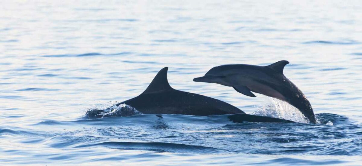 Volunteer | Action for Dolphins