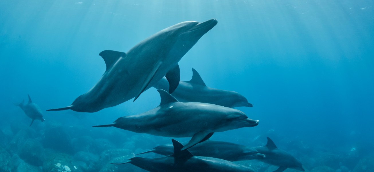 Volunteer | Action for Dolphins