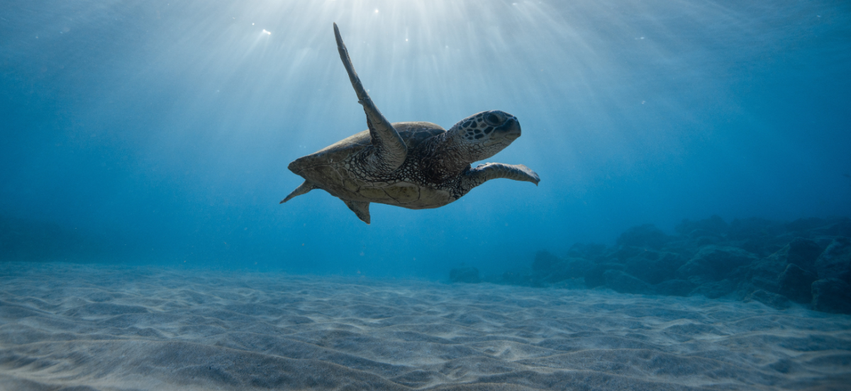 2023: a year of wins for marine life