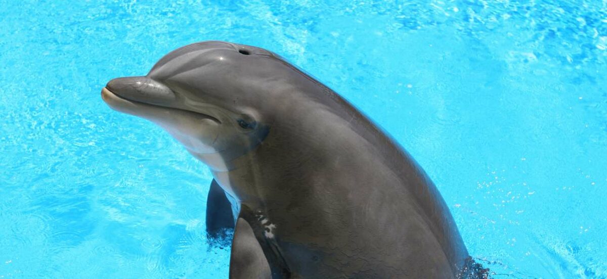 Dolphins in captivity: break the cycle
