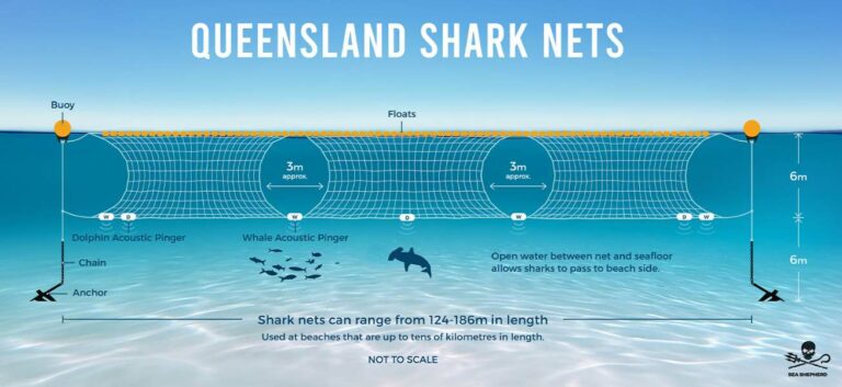 Shark Nets are Ineffective and Harmful to Marine Life