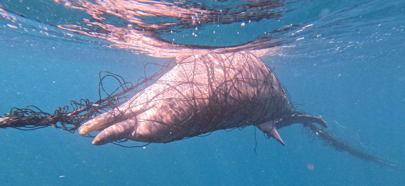 NSW shark nets: redundant and time to modernise