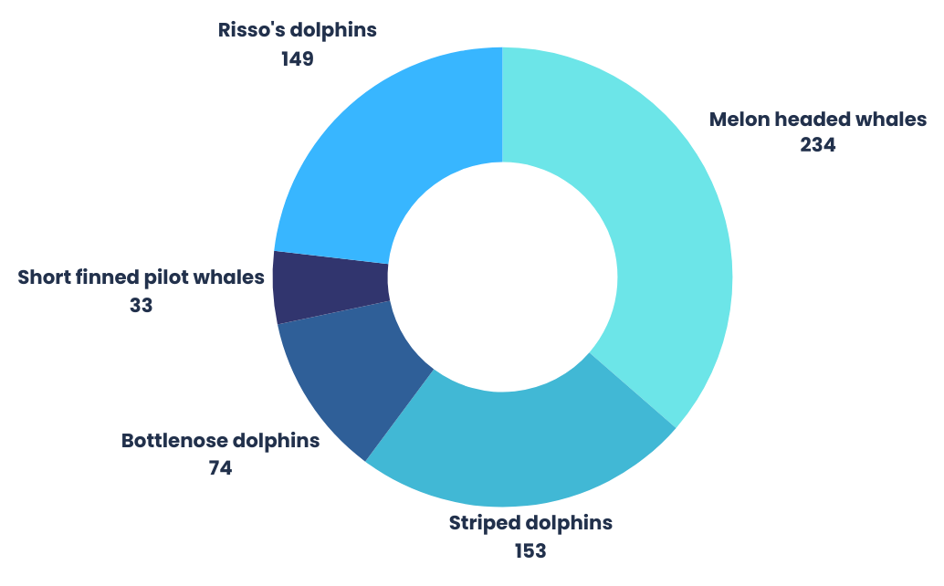 Halt the harmful dolphin drive hunts in Taiji now