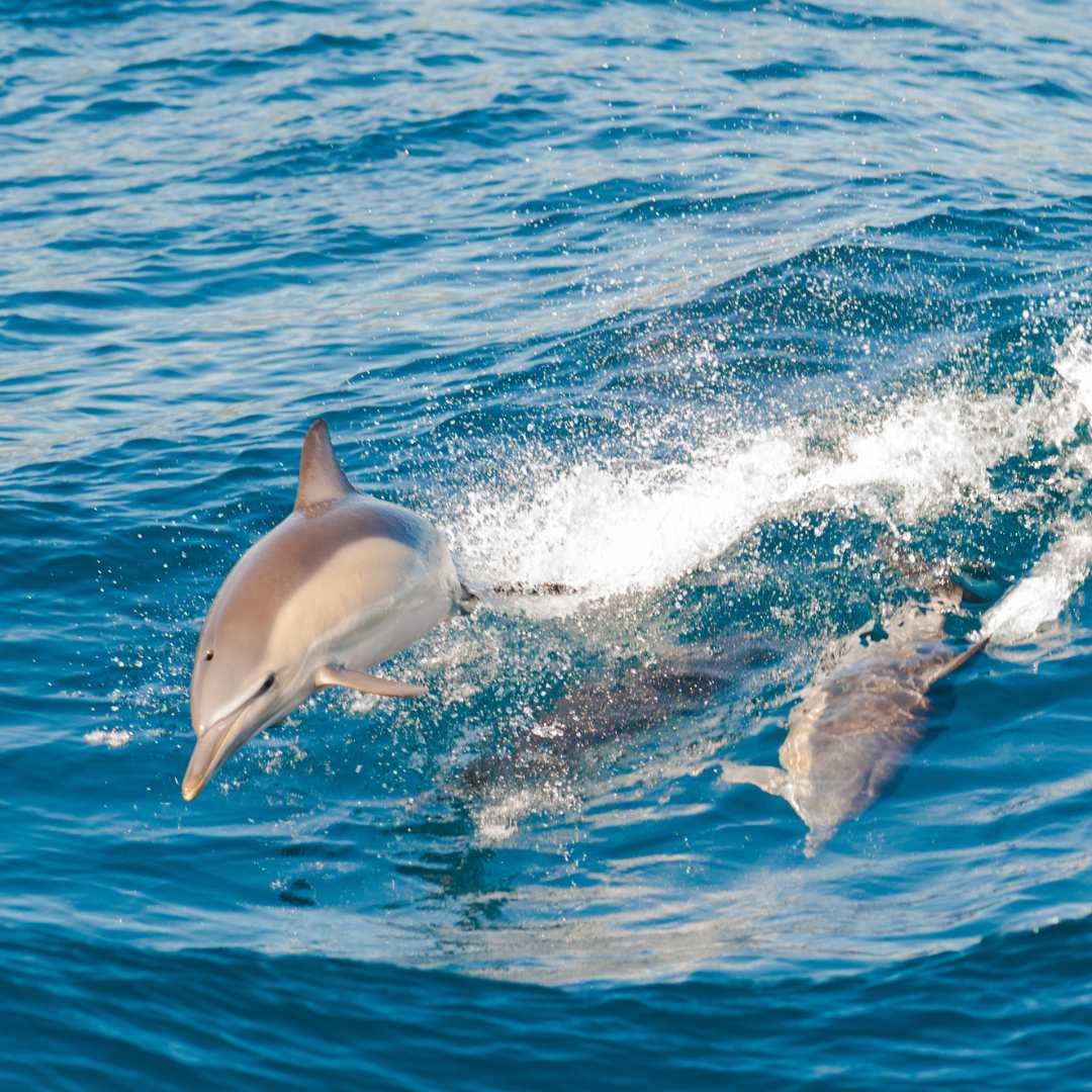 Dolphin cruise: the fun and responsible way
