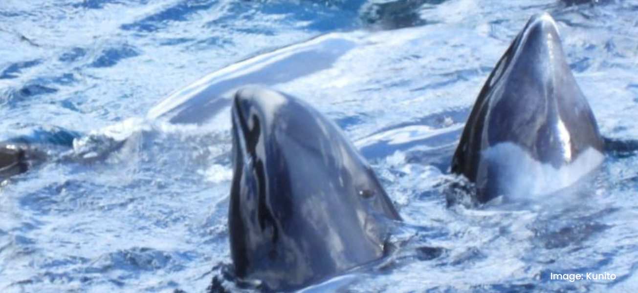 A Season of Loss, but Hope Endures: Ending the Taiji Dolphin Hunts ...