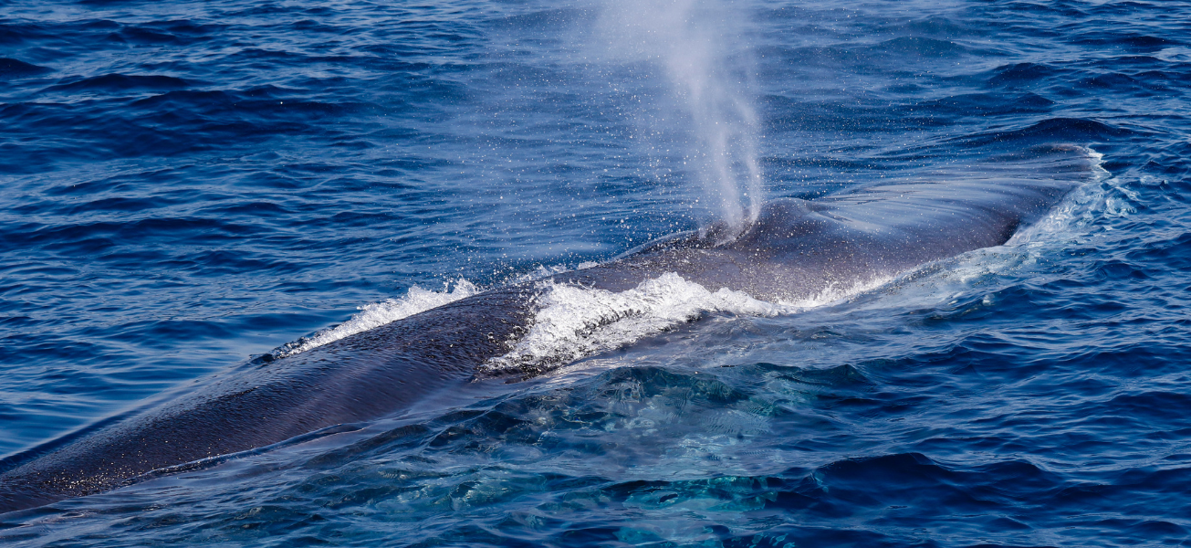 Fin whales could be added to the list of species hunted by Japanese ...