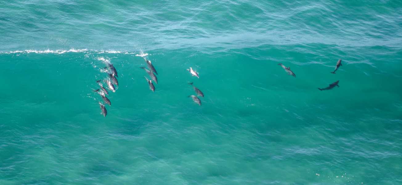 Wild dolphin watching guide