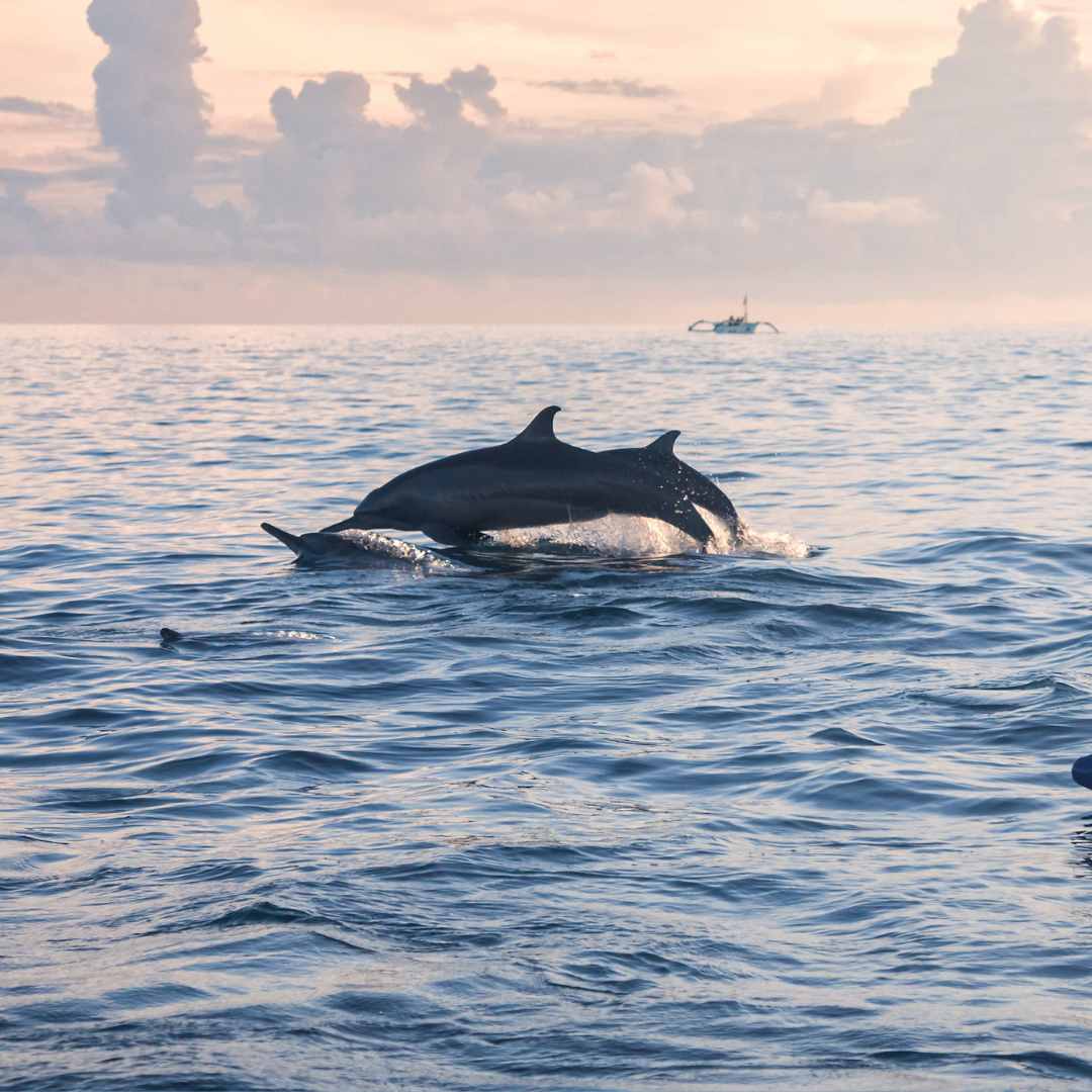 Dolphin watching guide download