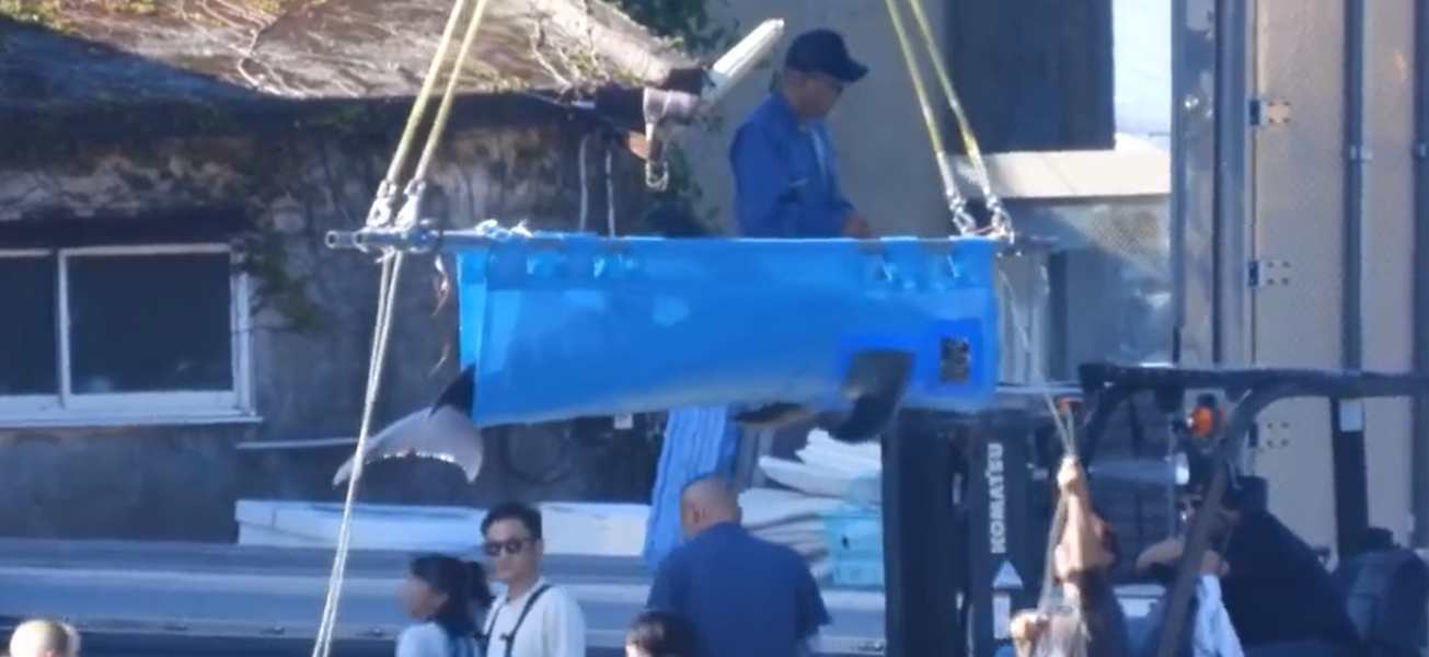 How the Taiji dolphin trade supplies marine parks around the world ...