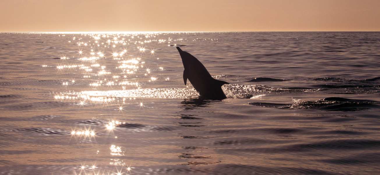 A year of impact for dolphins