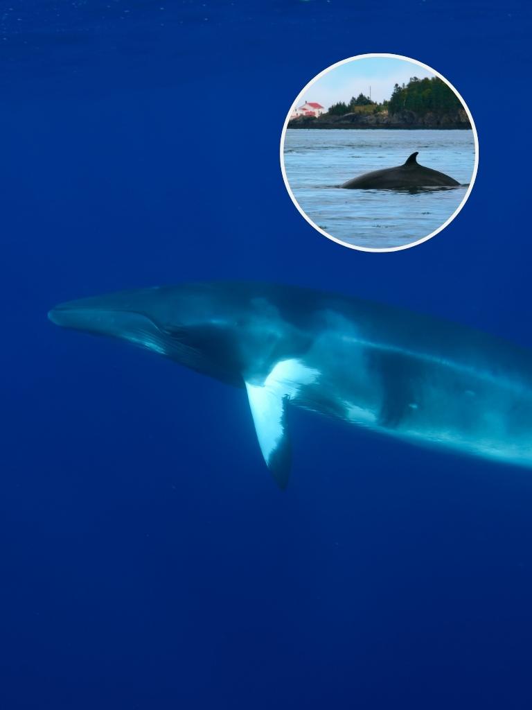 Dolphin and whale species of Australia