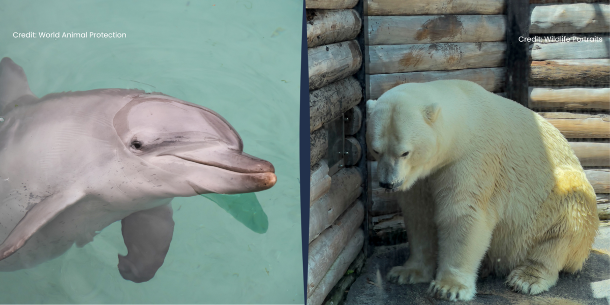 Donate now | Help end captive breeding